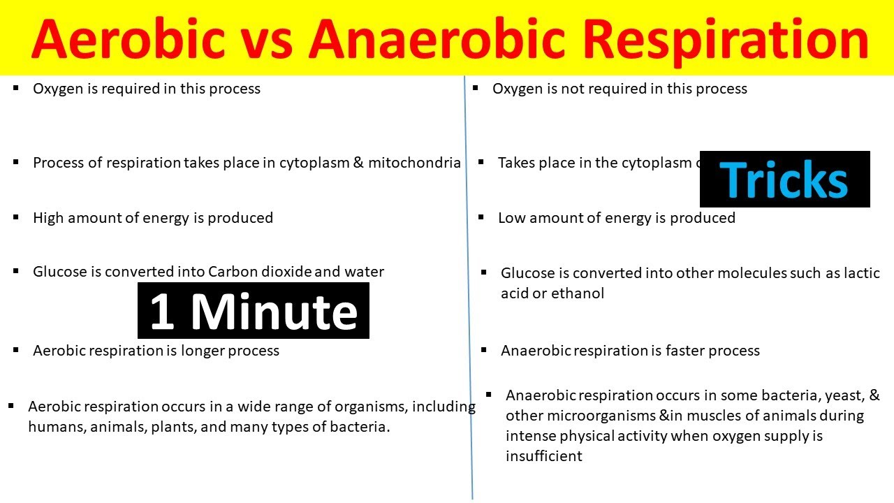 Aerobic vs Anaerobic Respiration: Key Differences Explained | Galaxy.ai