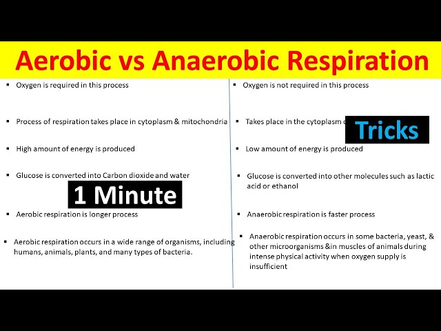 Aerobic vs Anaerobic Respiration: Key Differences Explained | Galaxy