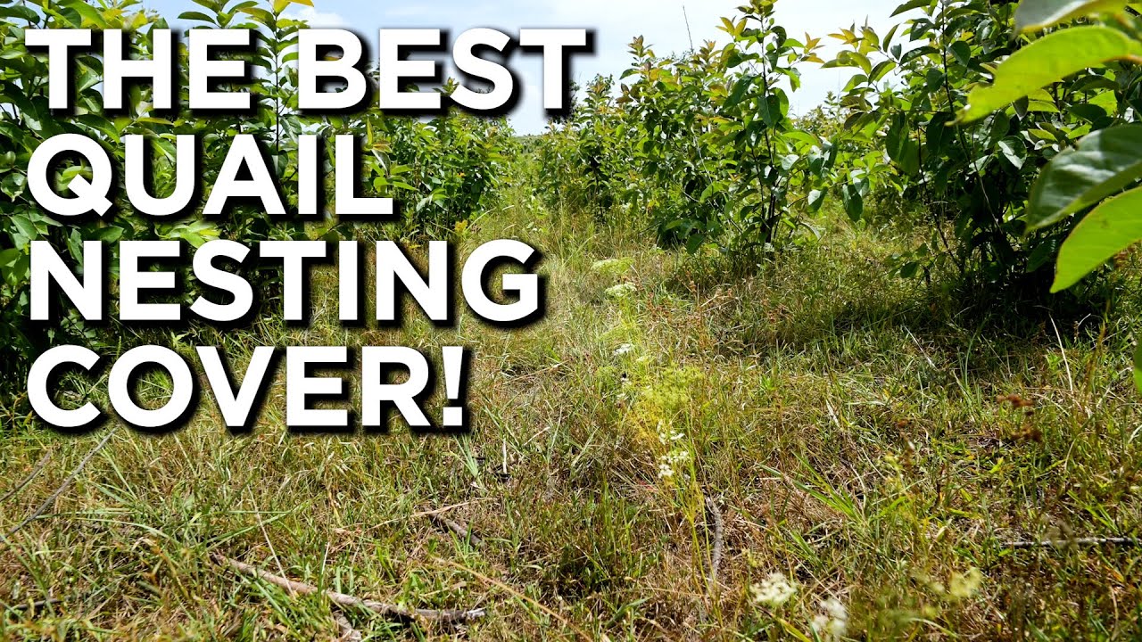 The BEST Nesting Cover For Bobwhite Quail!!
