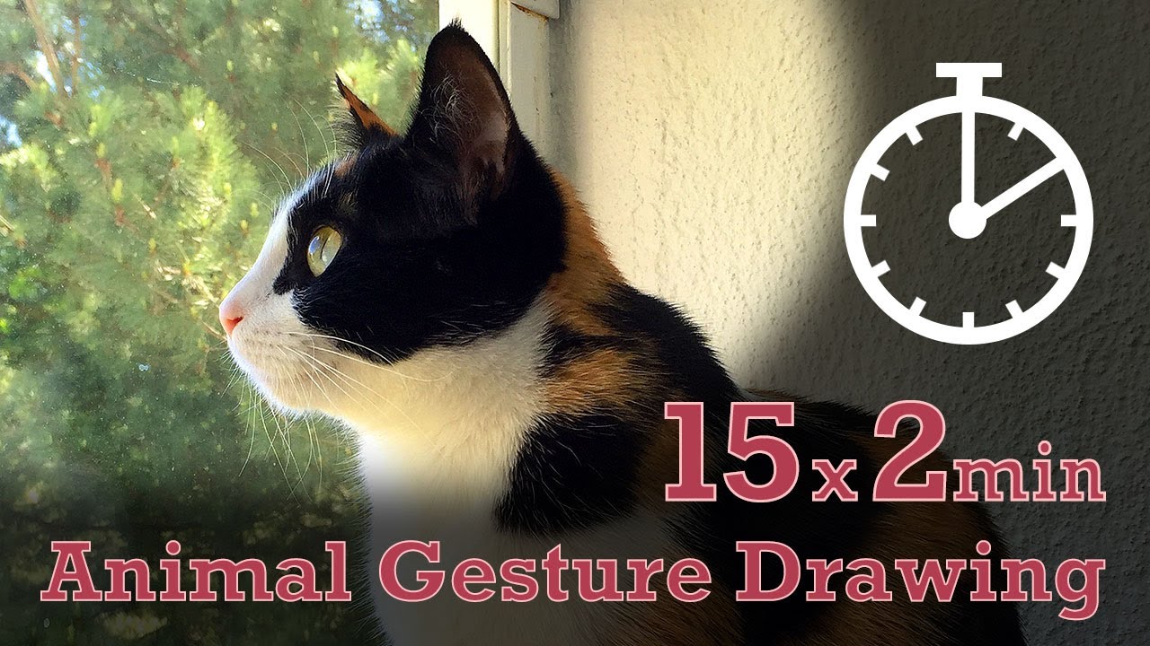 Animal Drawing References #2 - 15x2min poses - Cat