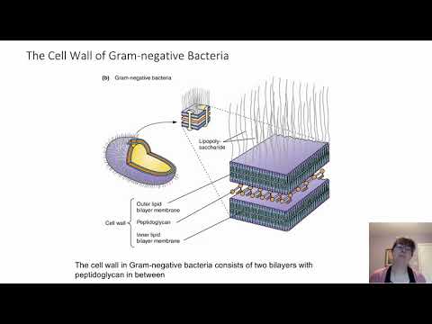 Peptidoglycan and more