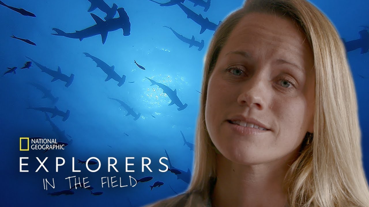Sharks Under Threat | Explorers in the Field