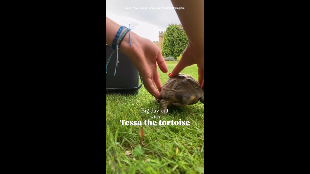 A day in the life of an Oxford University college tortoise 🐢