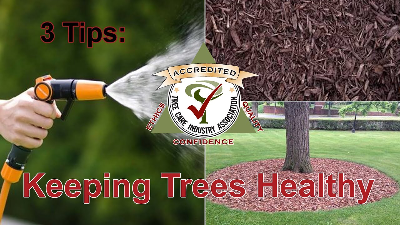 3 tips to keeping healthy trees