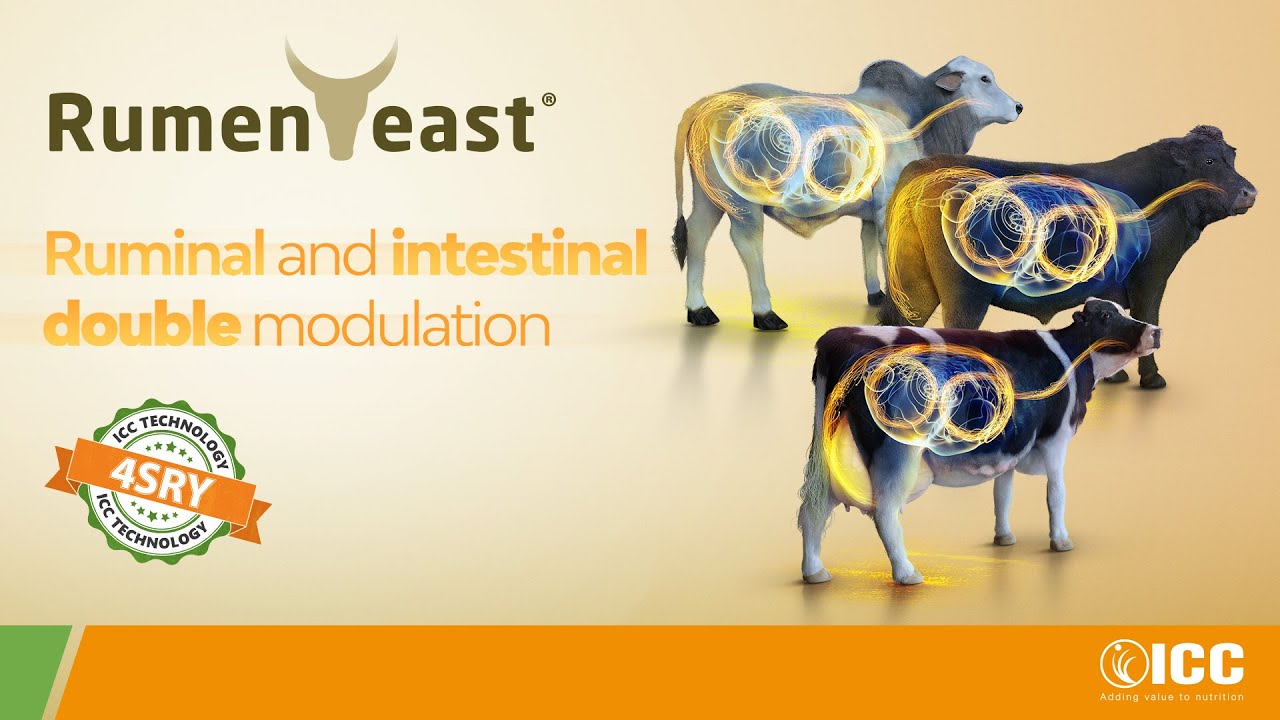 RumenYeast® - Ruminal and intestinal double modulation