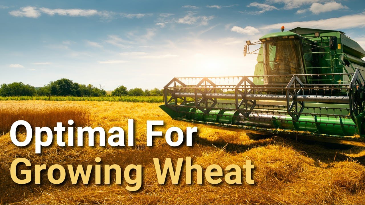 Optimal Conditions for Growing Wheat