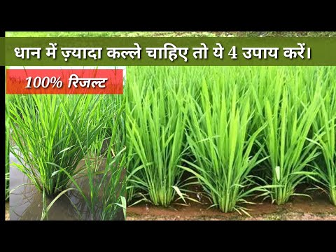 Increase the number of buds in paddy plants in this way