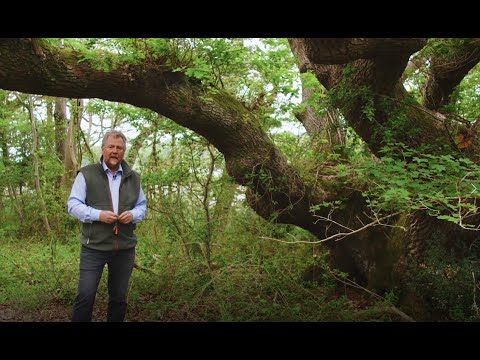 How to tell the age of an oak tree and facts about Quercus native to the UK with Tony Kirkham
