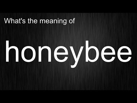 What is honeybee? English Word Pronunciation Techniques Revealed!