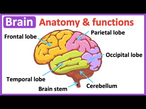 Brain anatomy & function 🧠| Easy science learning video