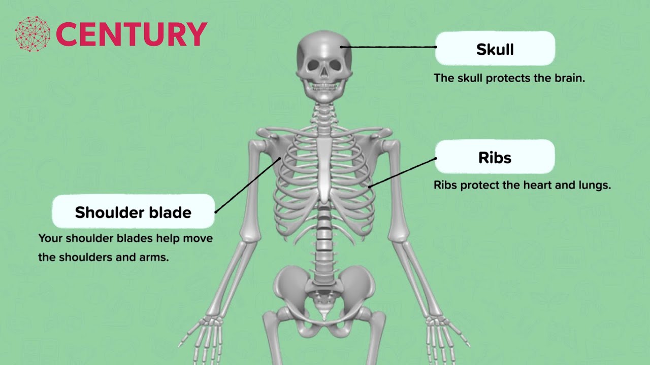 The Skeleton | Science | Primary