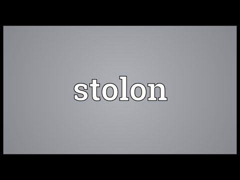 Stolon Meaning