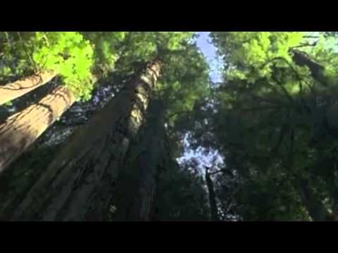 Temperate Deciduous Forest