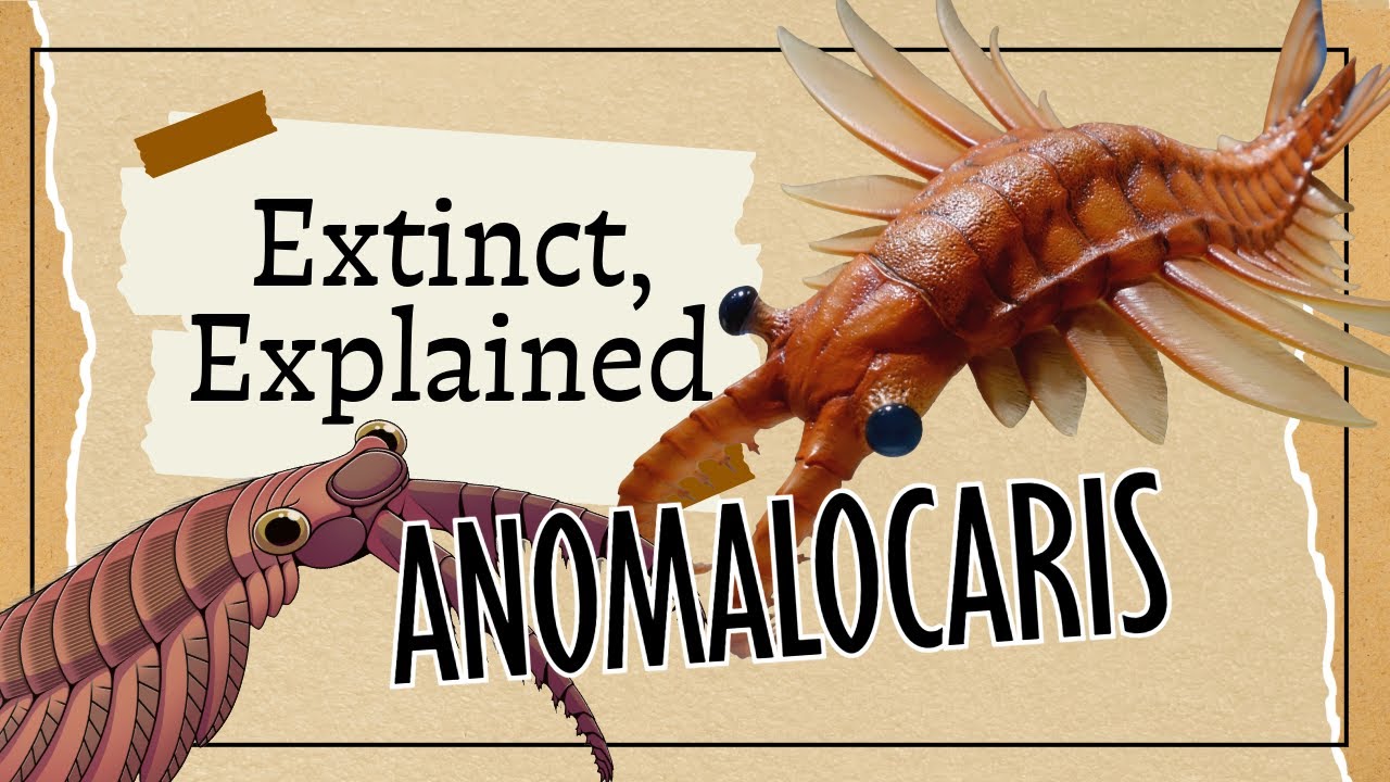 Extinct, Explained: Anomalocaris || Terror of the Cambrian Deep ||