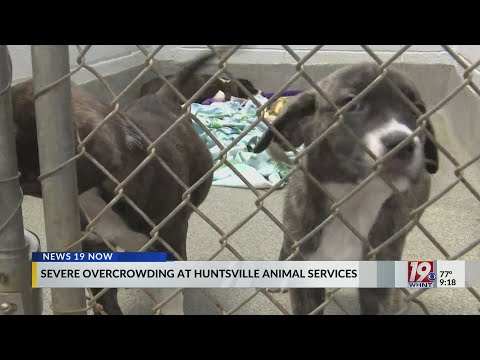 Huntsville Animal Services Is Seeing Severe Overcrowding This Summer | News 19 at 9 p.m. | August 10