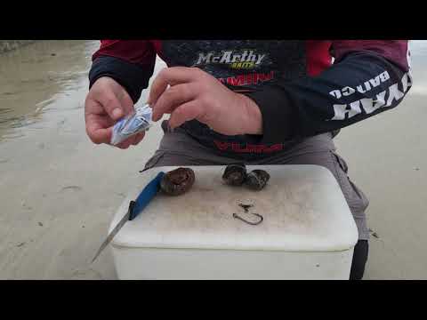 ARMADILLO BAIT