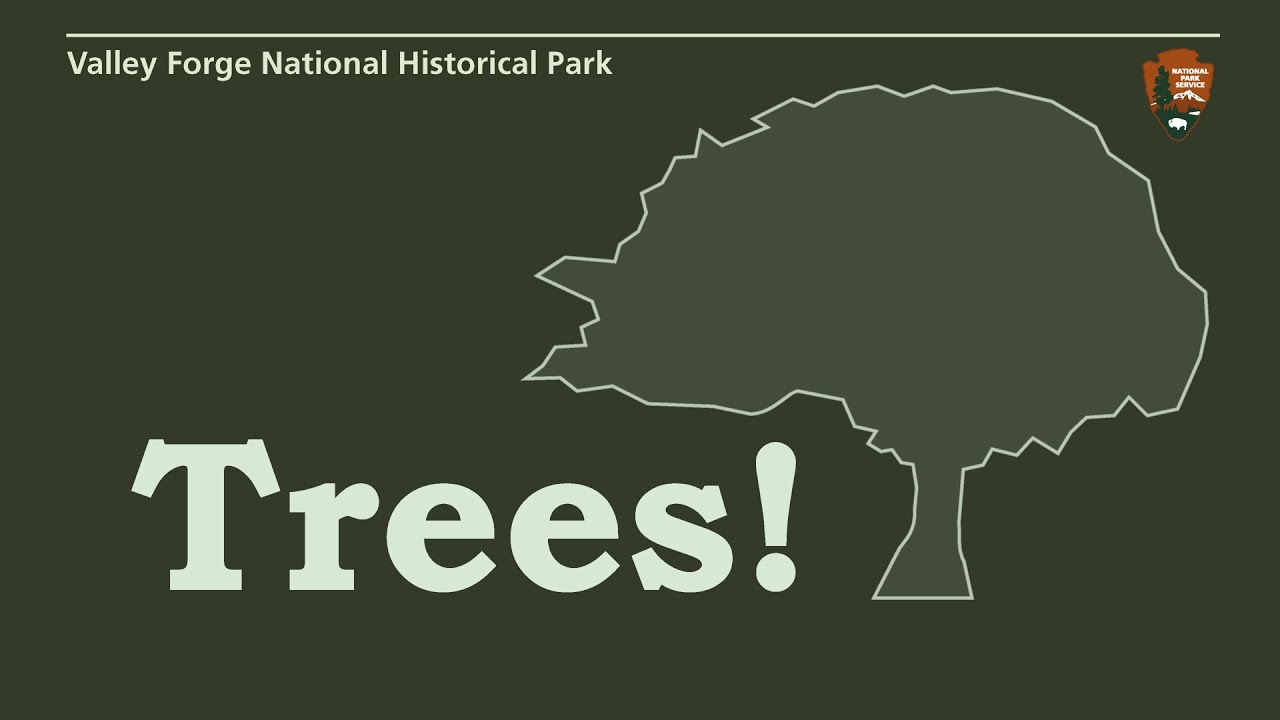 Trees Education Program