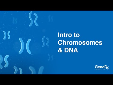 Intro to Chromosomes & DNA