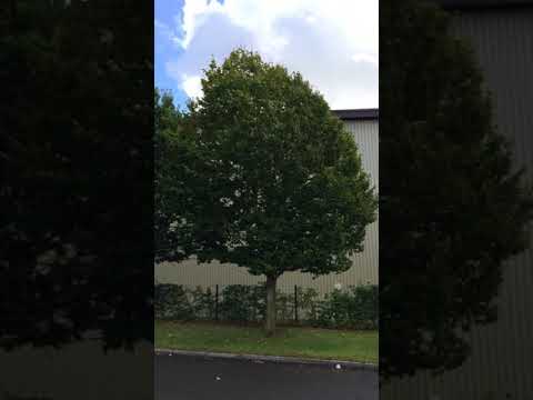 Hornbeam (Carpinus betulus) - tree - September 2017