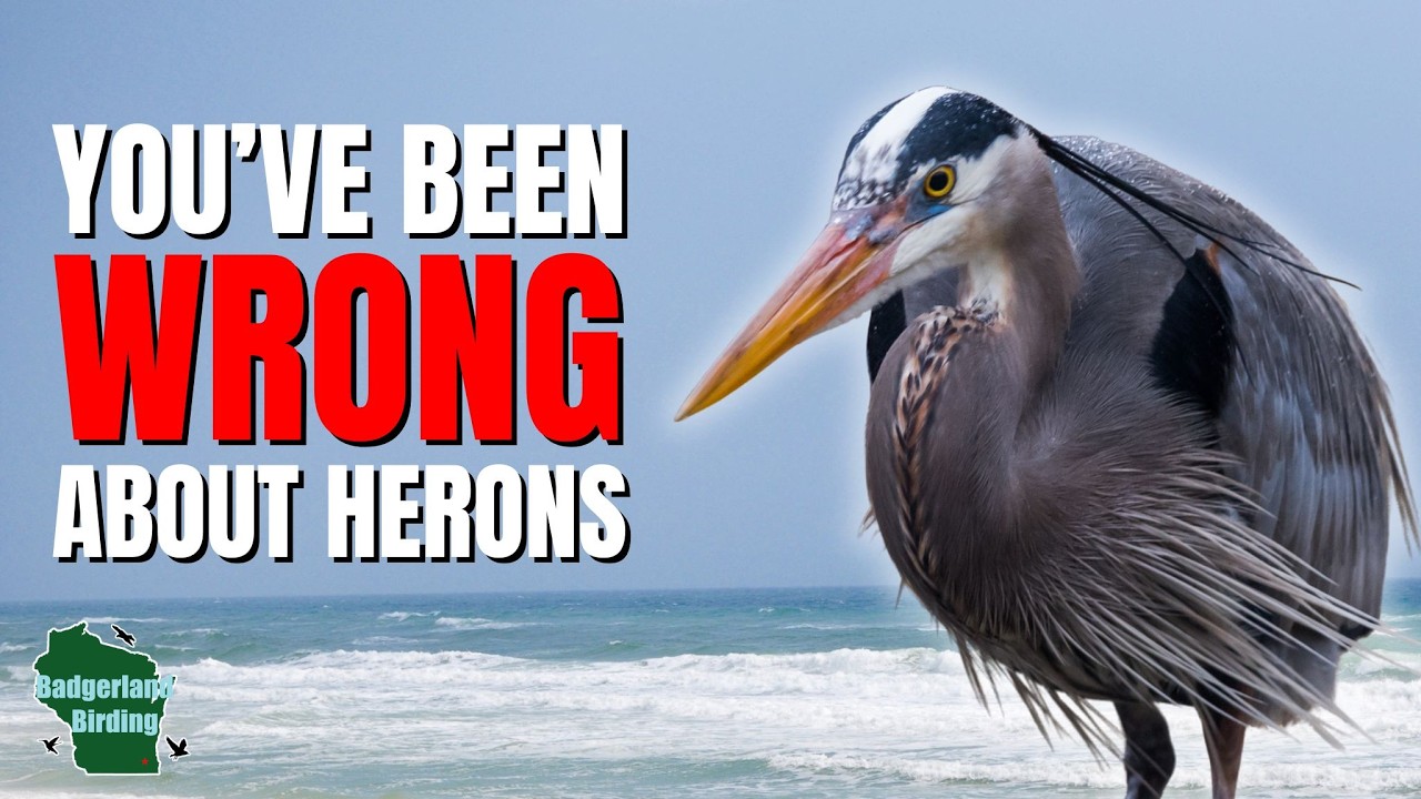 5 Things You Didn't Know About Herons!