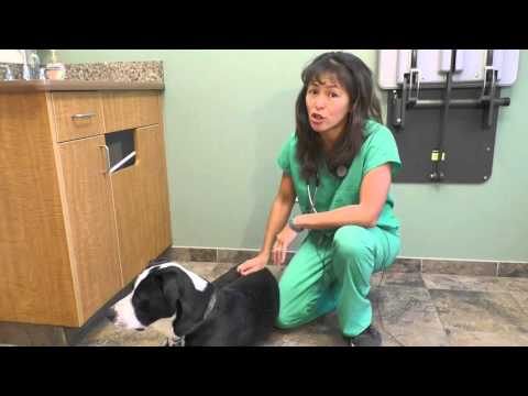 Signs of GDV in dogs | Dr. Justine Lee
