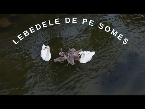 LEBEDELE DE PE SOMEȘ
