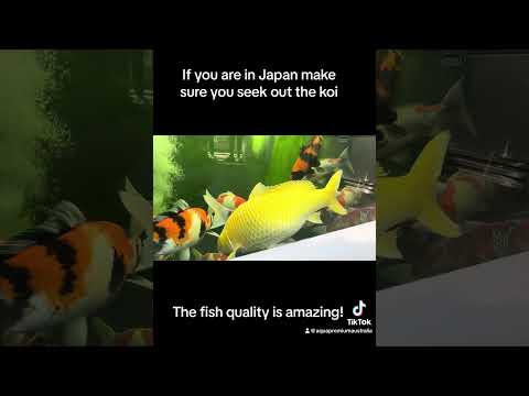 Japanese Koi