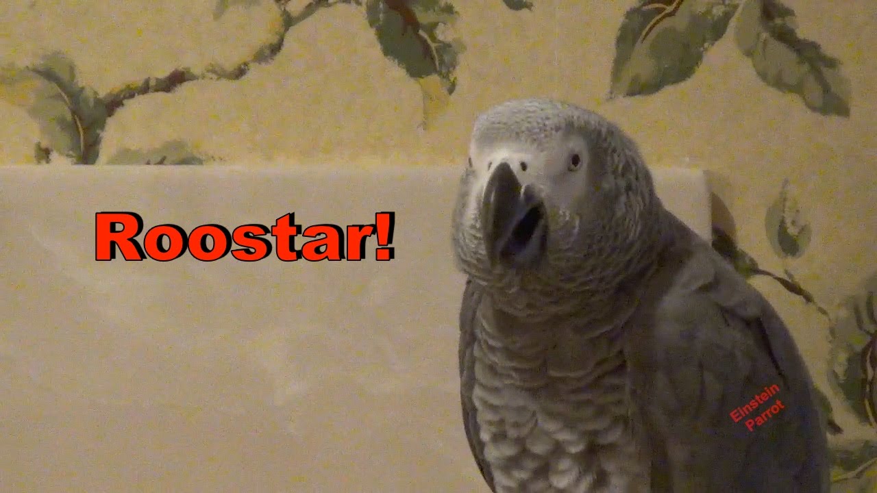 Einstein's New Word - 