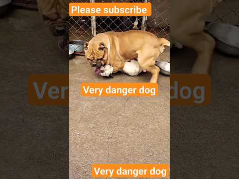 Very danger dog fight #youtubeshorts #shorts #ytshort #subscribe #dog fight #puppy fight #kangaldog