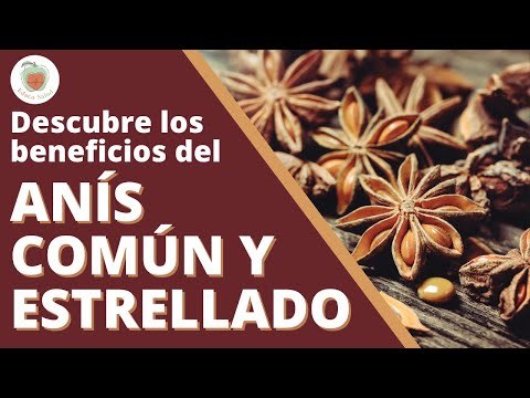 ANIS COMÚN Y ANÍS ESTRELLADO: Para qué Sirve
