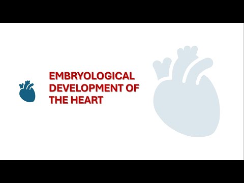 EMBRYOLOGICAL DEVELOPMENT OF THE HEART @InternalMedicineMadeEasy @YorkCardiology
