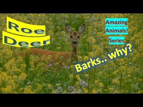 Roe Deer facts 🦌 Roe 🦌 Western Roe Deer 🦌 European Roe 🦌 widespread in Europe