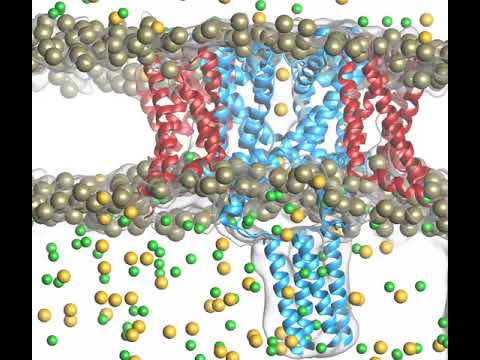 Pulsed Electric Fields Can Create Pores in the Voltage Sensors of Voltage-Gated Ion Channels