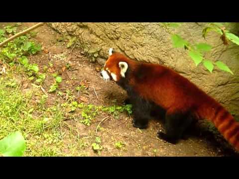 Red Panda | Ailurus fulgens | Cincinnati Zoo