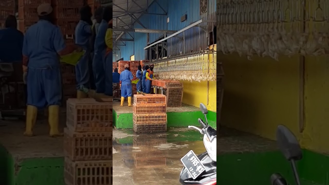 Pabrik pemotongan Ayam #shorts