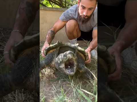 La transformación de la tortuga caimán???? #animalplanet #tortuga #reptiles #tortugas #tarzandez