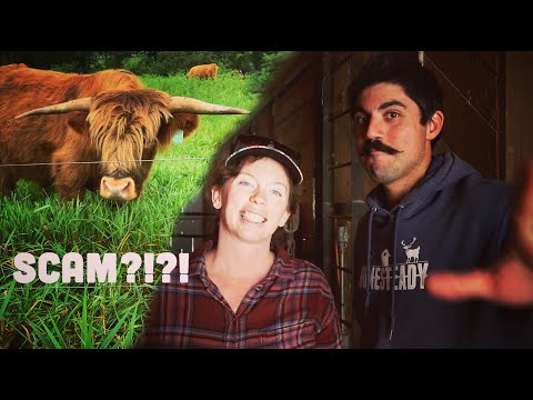 Why you should care about a cattle scam | Greg's Corner