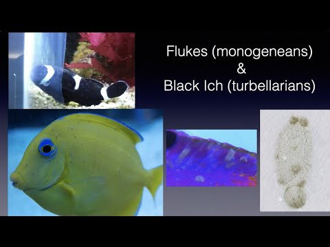 Flukes (monogeneans) & Black Ich (turbellarians)