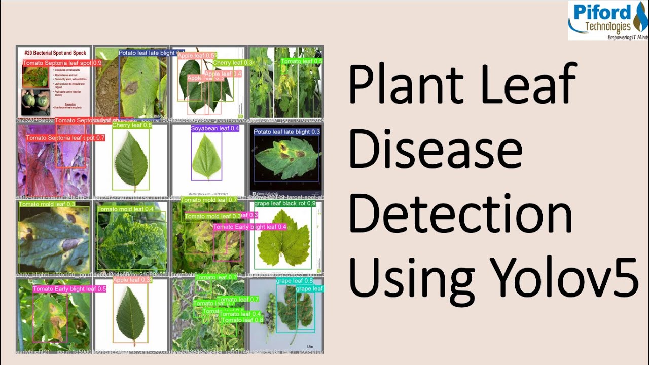 Leaf Disease Detection using yolov5 | Object Detection
