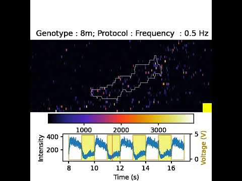 Scientists develop fastest calcium indicators yet for neural imaging