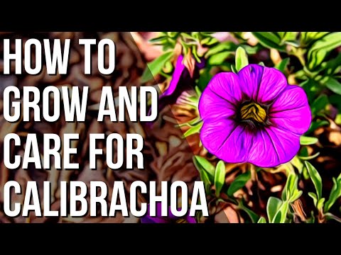 How To Grow And Care For Calibrachoa | How To Keep Your Calibrachoa Blooming