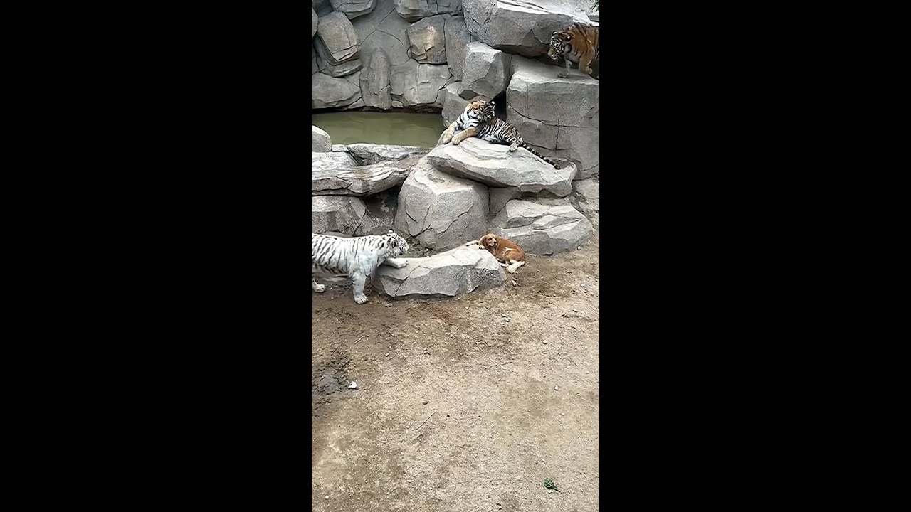 Golden Retriever Falls Into Tiger Enclosure And a New Friendship Is ...