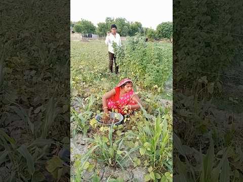 #shorts #shortvideo #shortsfeed #Suman Bhauji