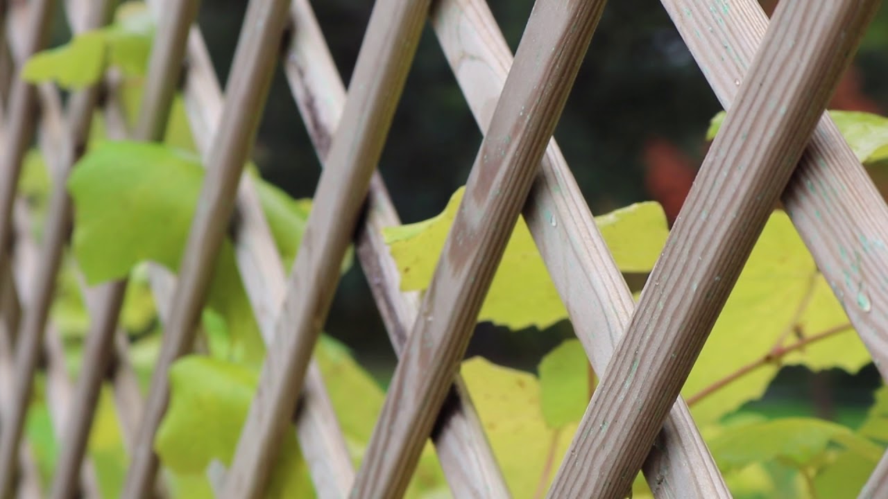 Open Diagonal Trellis Panel (70mm Gap) - The Garden Trellis Company