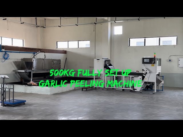 Garlic Peeling Machine - 500Kg/Hr Chain Type Garlic Peeling Machine ...