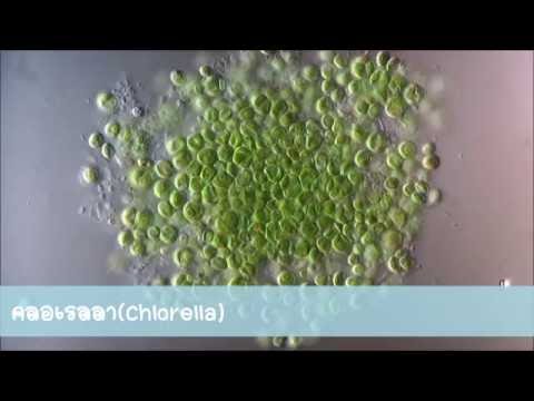 ไฟลัมคลอโรไฟตา (Phylum Chlorophyta) | kingdomprotist