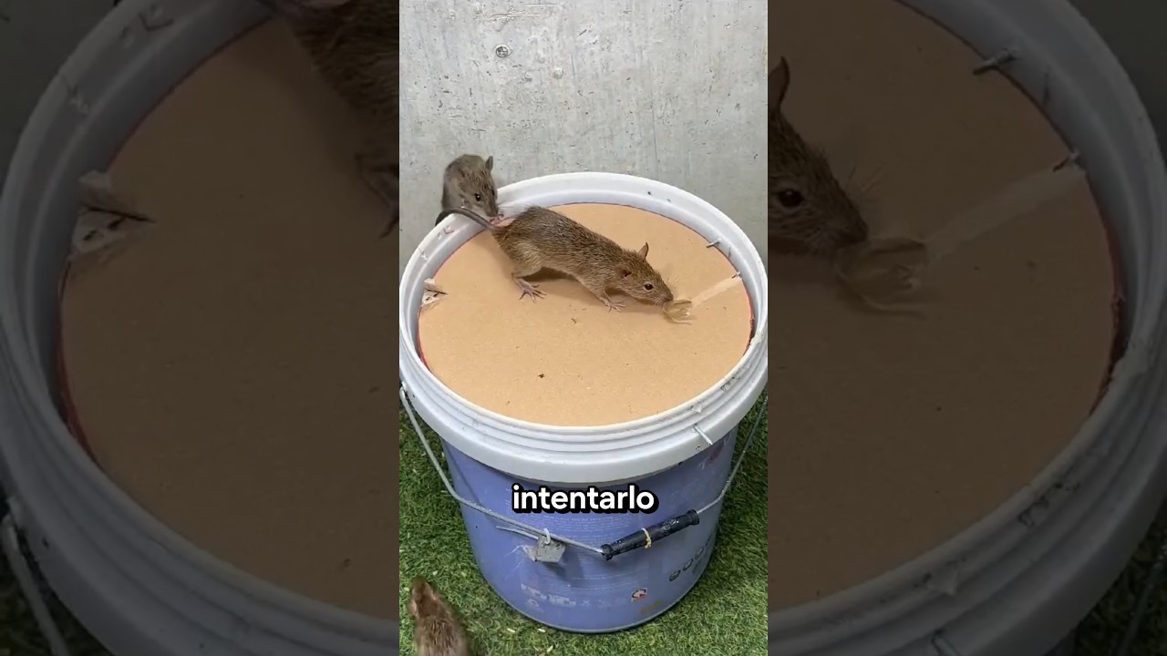 LA TRAMPA PERFECTA PARA RATONES [cc: Mousetrapeasy] #historias #curiosidades #épico #viral
