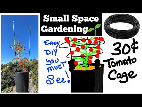 How to Grow Tomatoes in SMALL SPACE Flower Pot, Tomato Cage Trellis GREAT & CHEAP, Container Garden