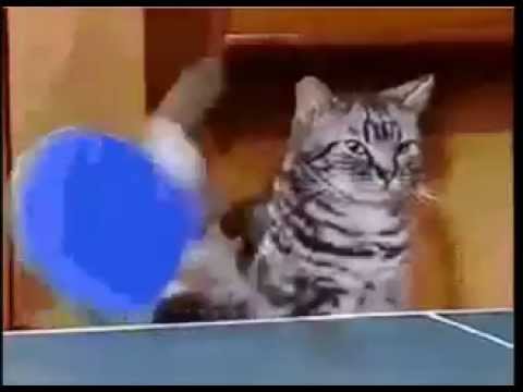 Steam Community :: Video :: Cats playing Ping Pong