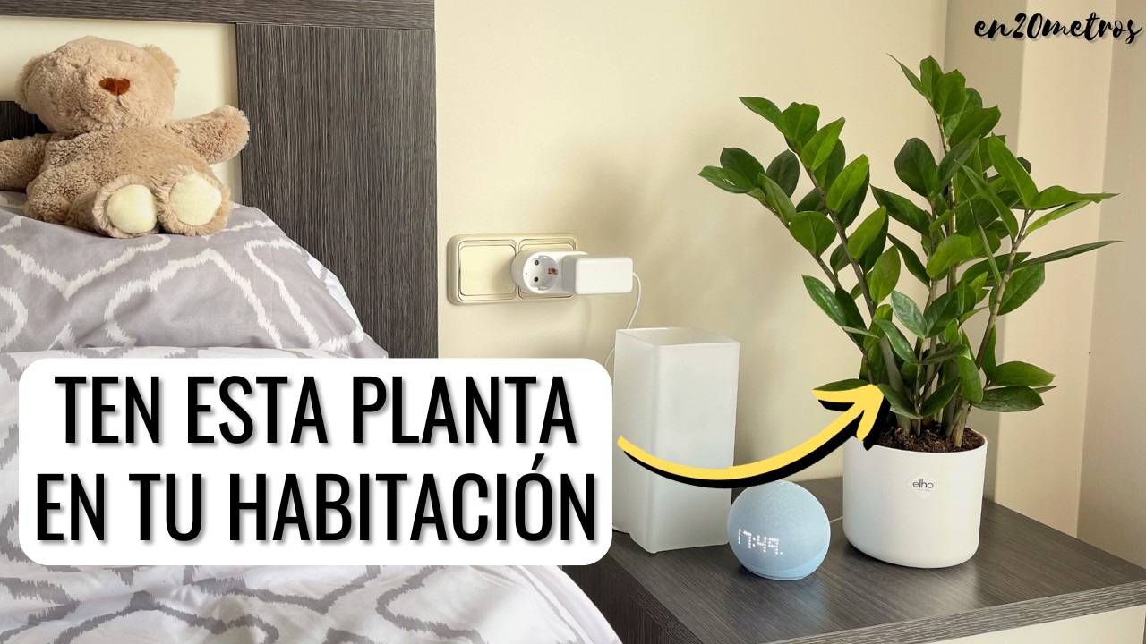 CUIDADOS y CURIOSIDADES de las ZAMIOCULCAS: beneficios y feng shui || en20metros